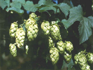 List of hop varieties by country of origin | Homebrew Talk - Beer, Wine ...
